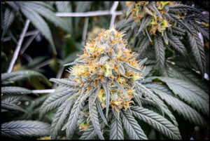 Growing the Slapz Strain: Guide 101 - Bolsa de Mulher